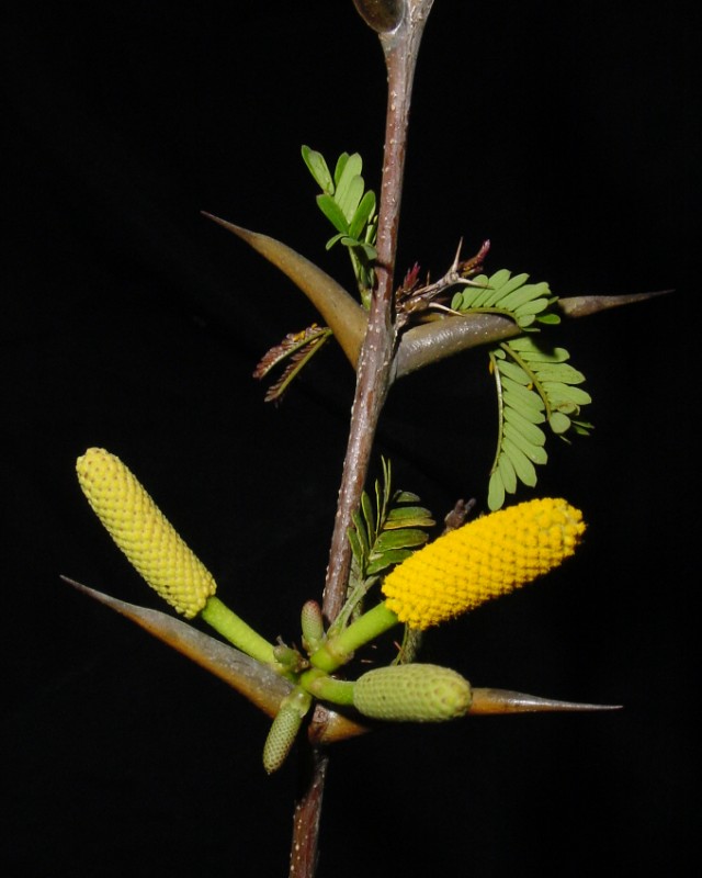 Flora: Península de Yucatán