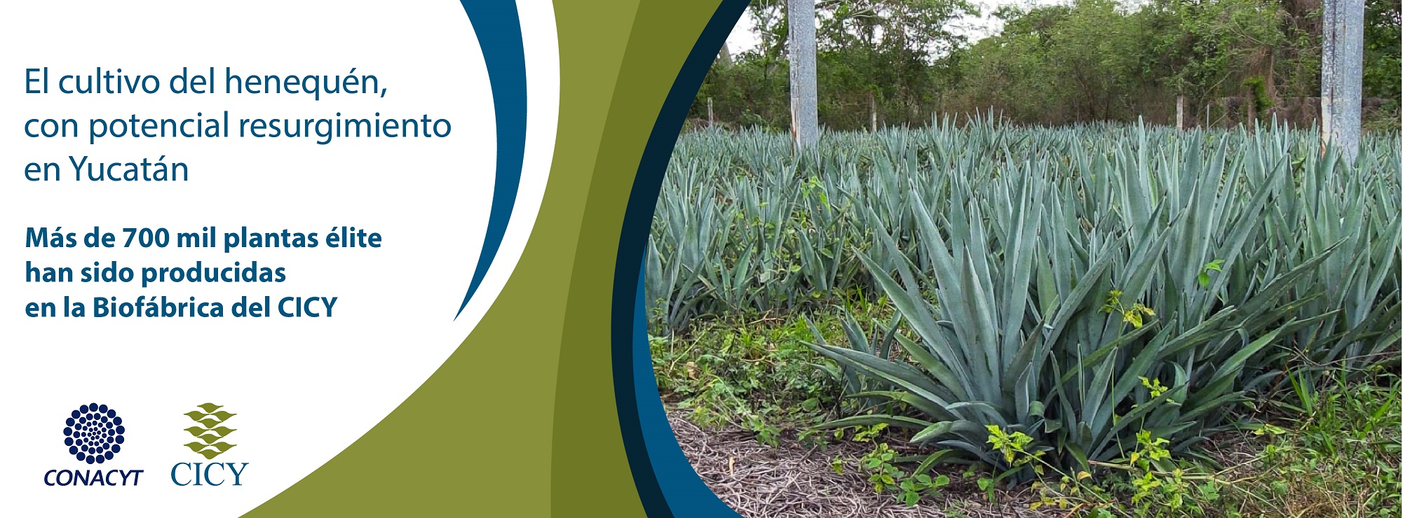 Boletín 25 - El henequén, cultivo con potencial resurgimiento en Yucatán