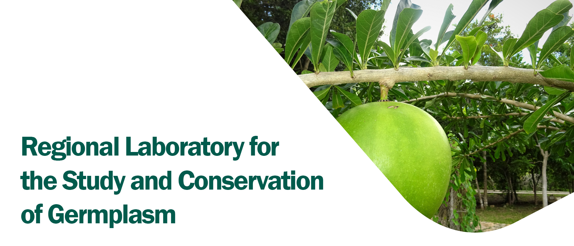Regional Laboratory for the Study and Conservation of Germplasm