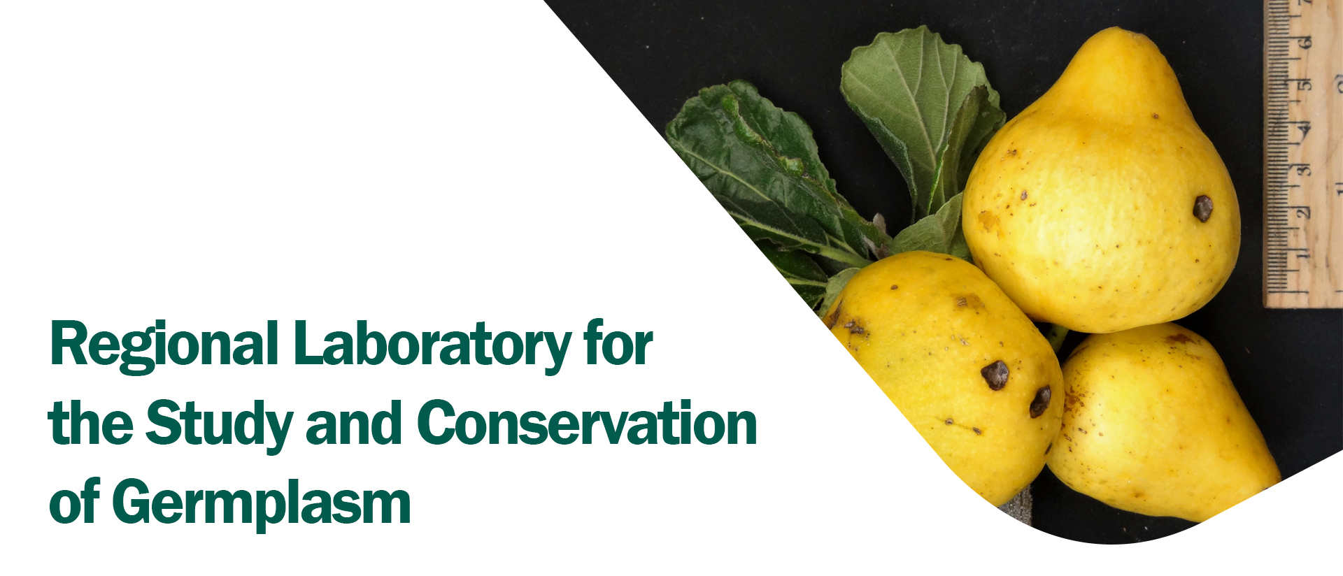 Regional Laboratory for the Study and Conservation of Germplasm