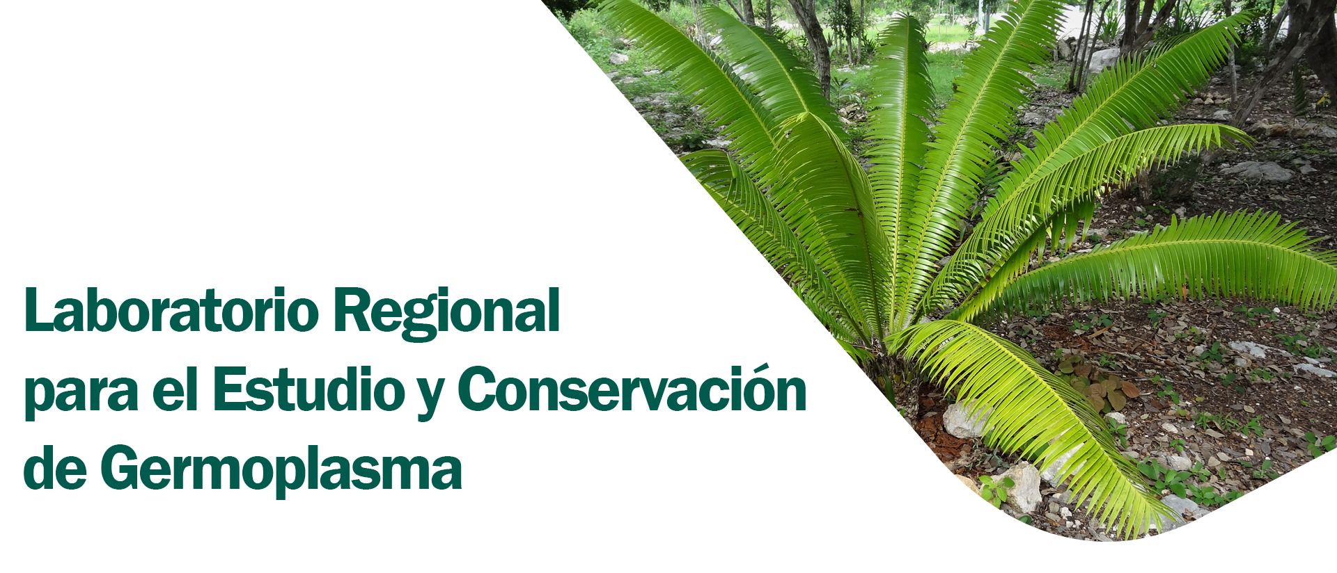 LABORATORIO REGIONAL PARA EL ESTUDIO Y CONSERVACIÓN DE GERMOPLASMA
