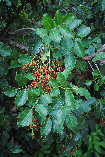 taxón metopium brownei jacq urb