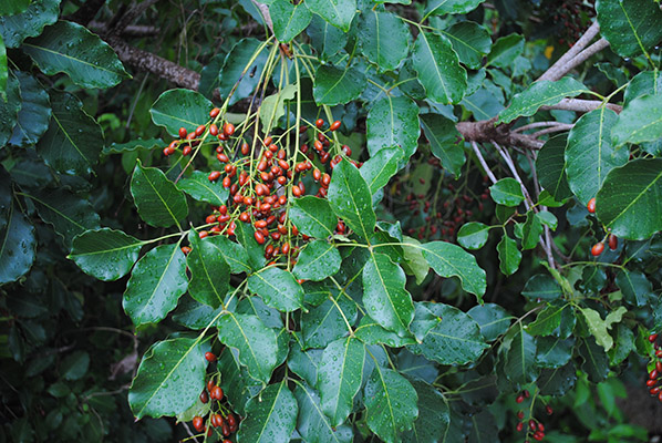 taxón metopium brownei jacq urb