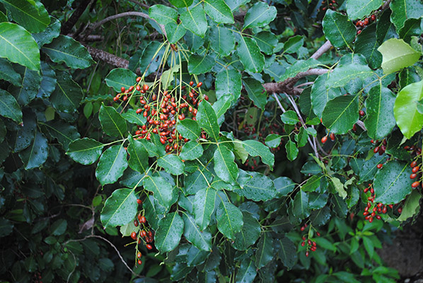 taxón metopium brownei jacq urb