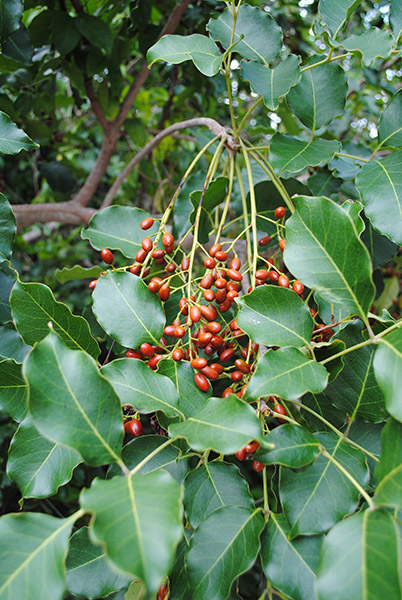 taxón metopium brownei jacq urb