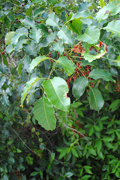 taxón metopium brownei jacq urb