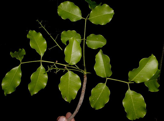 taxón metopium brownei jacq urb