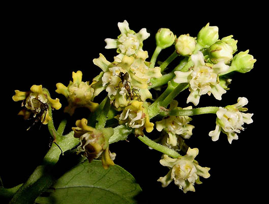 Flora: Península de Yucatán