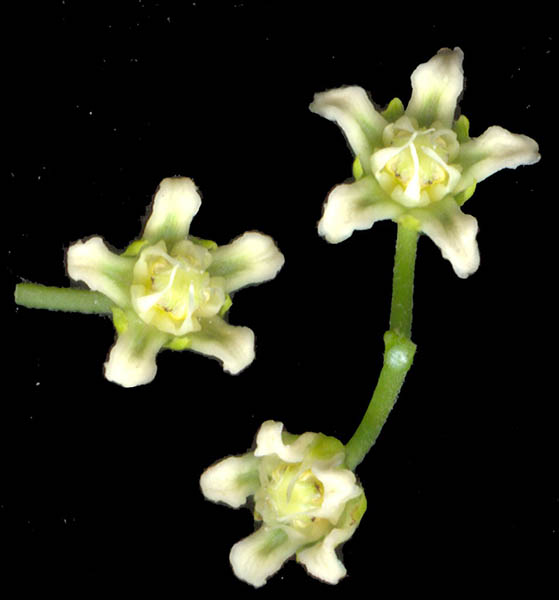 taxón cynanchum rensonii pittier woodson