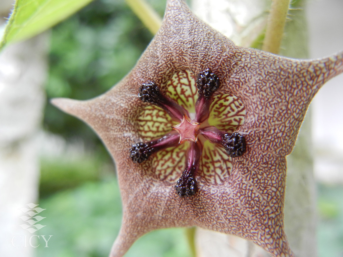 taxón dictyanthus yucatanensis standl