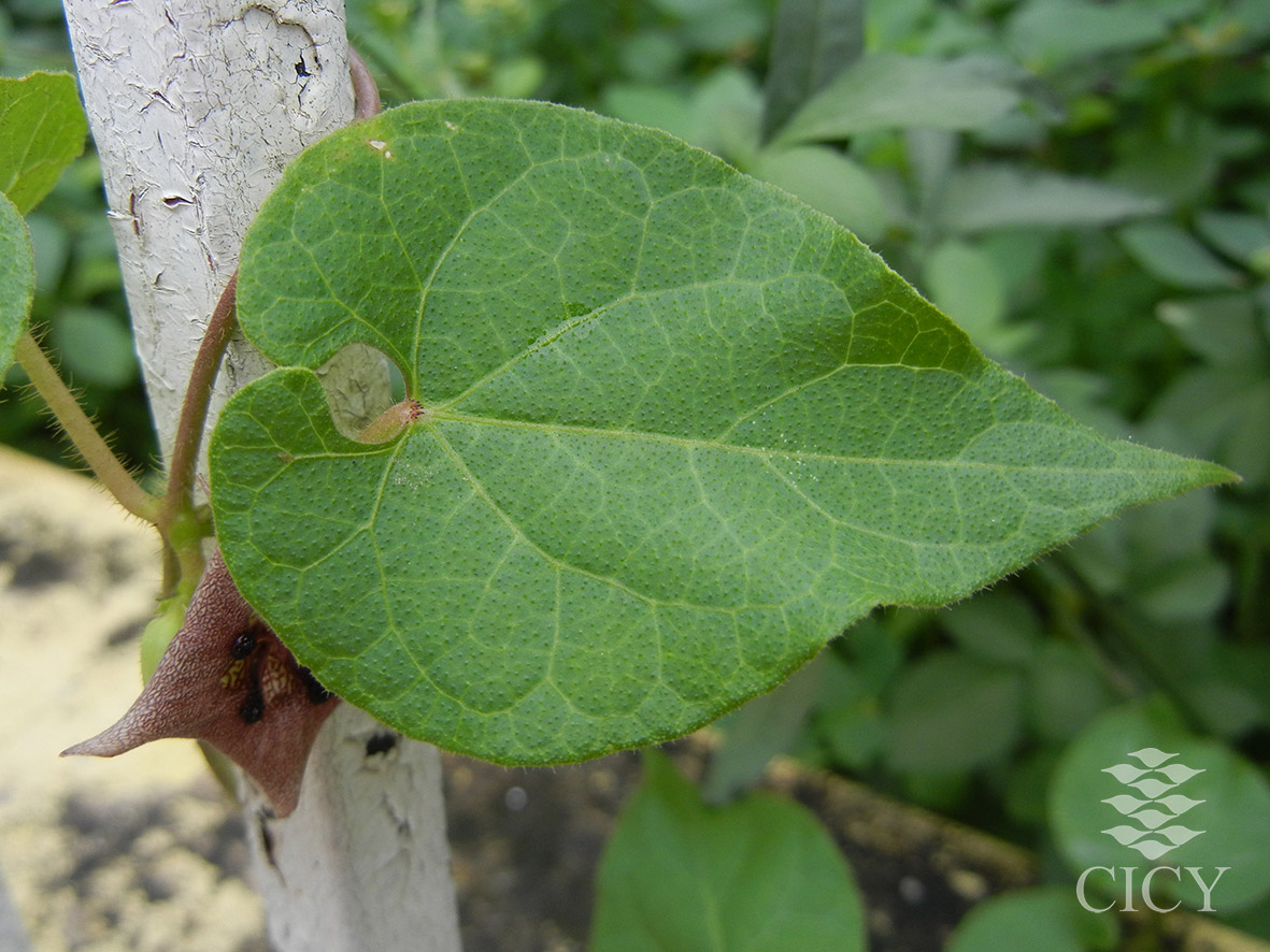 taxón dictyanthus yucatanensis standl