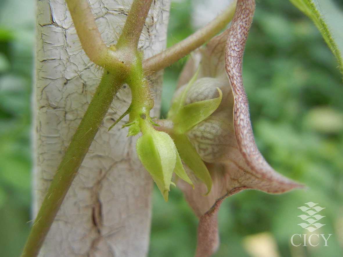 taxón dictyanthus yucatanensis standl