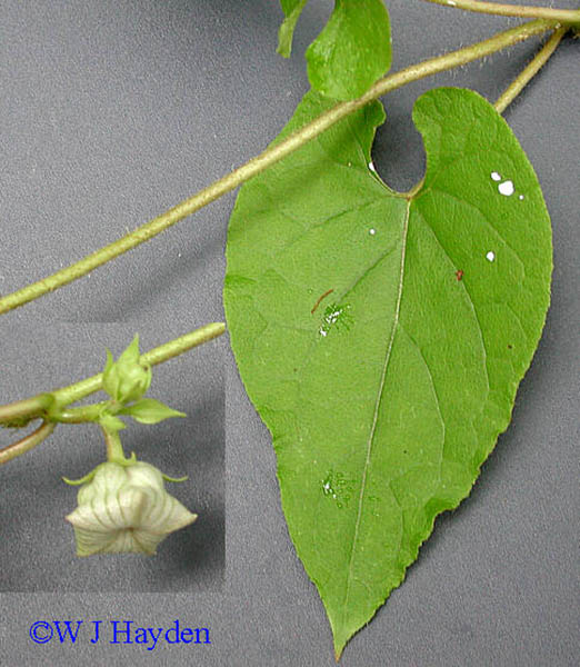 taxón dictyanthus yucatanensis standl