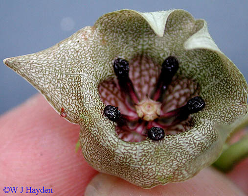 taxón dictyanthus yucatanensis standl