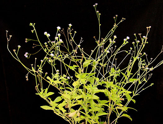 taxón ageratum gaumeri b l rob