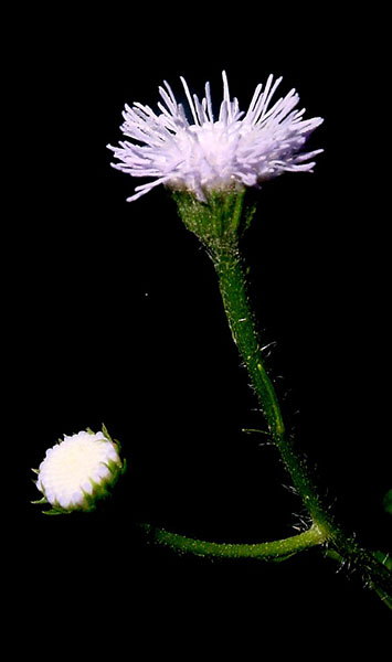 taxón ageratum gaumeri b l rob