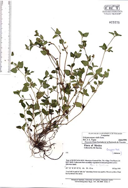 Flora: Península de Yucatán