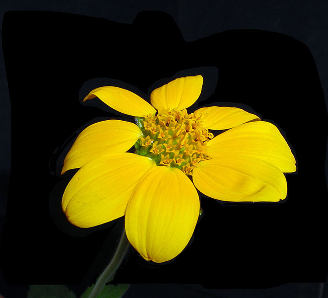 Flora: Península de Yucatán