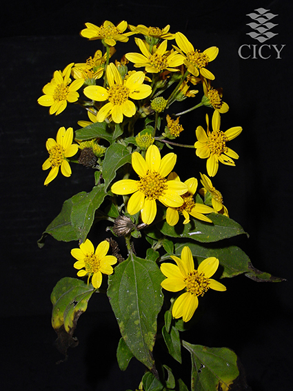 taxón viguiera dentata cav spreng var dentata