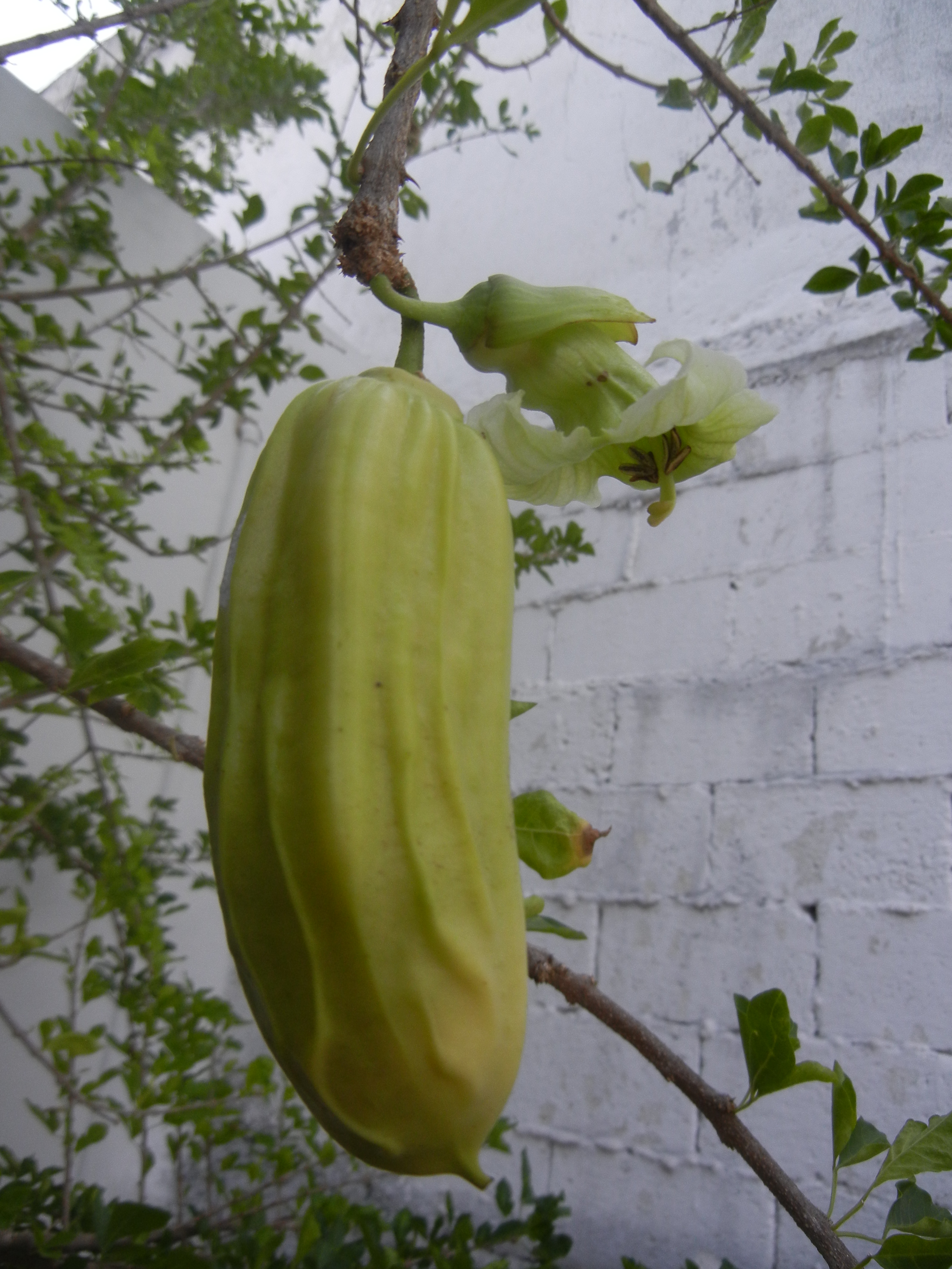 Flora: Península de Yucatán