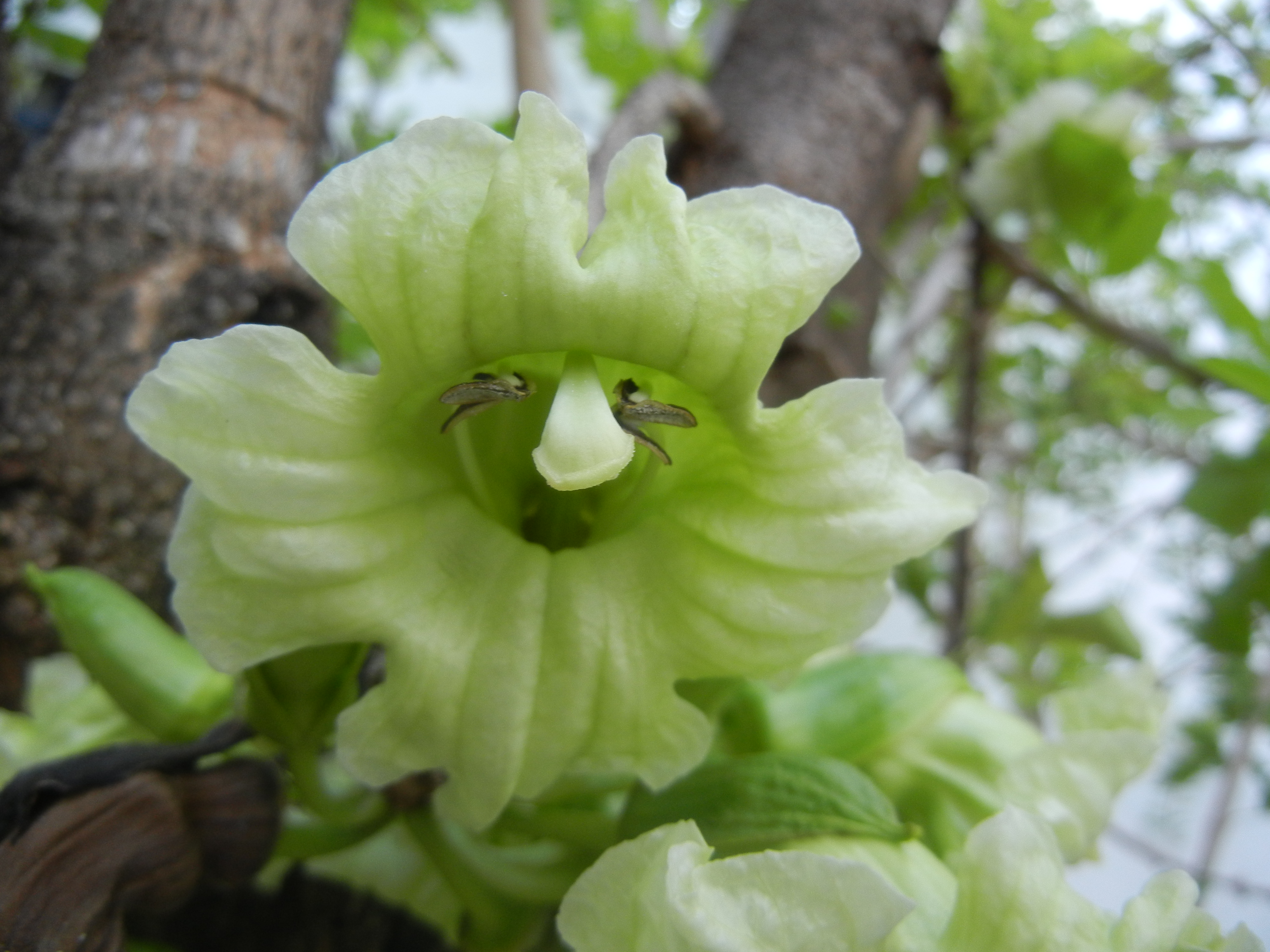 taxón parmentiera aculeata kunth seem