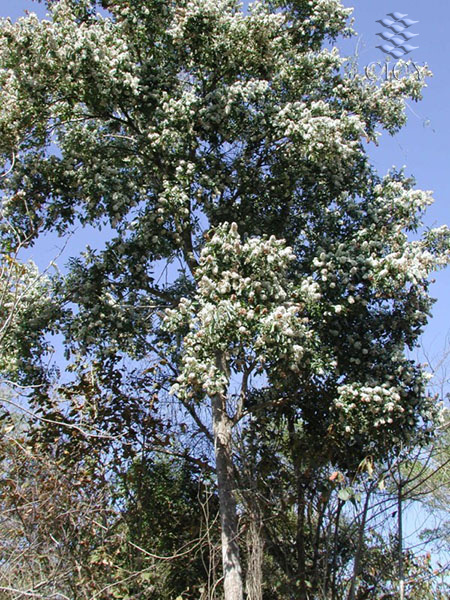 Flora: Península de Yucatán