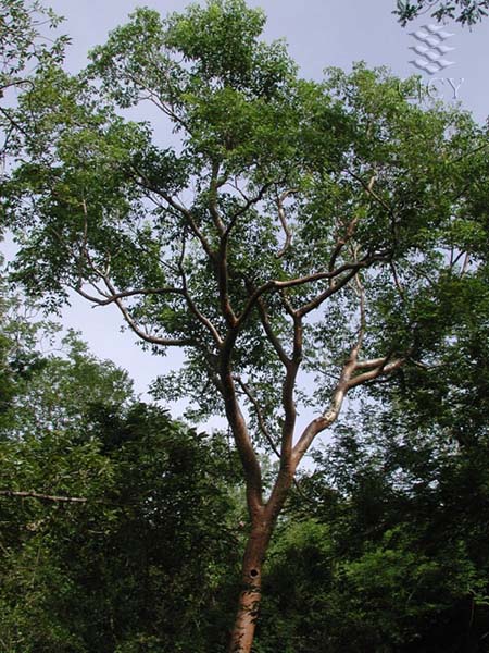 Flora: Península de Yucatán