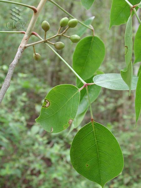 taxón bursera simaruba l sarg