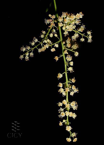 Flora: Península de Yucatán