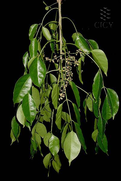 Flora: Península de Yucatán