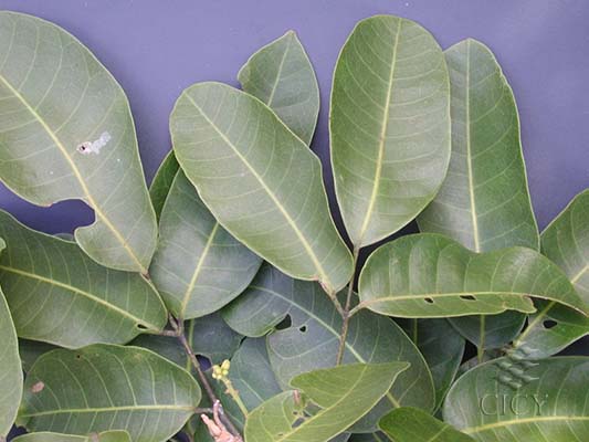 Flora: Península de Yucatán