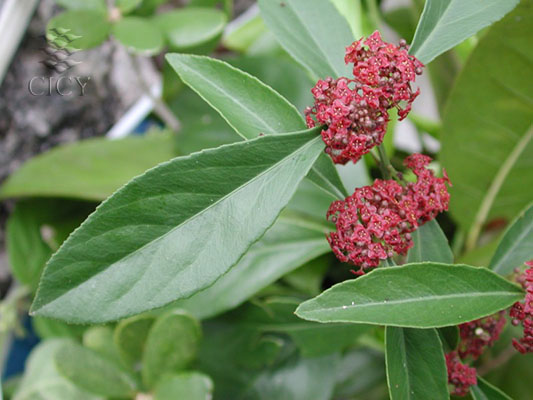 taxón crossopetalum gaumeri loes lundell