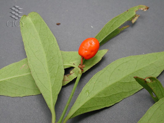 taxón crossopetalum gaumeri loes lundell