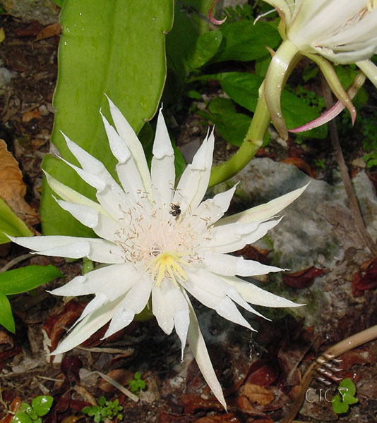 Flora: Península de Yucatán