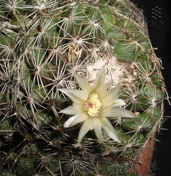 Flora: Península de Yucatán
