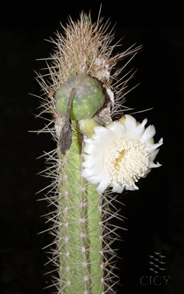 taxón pilosocereus gaumeri britton rose backeb