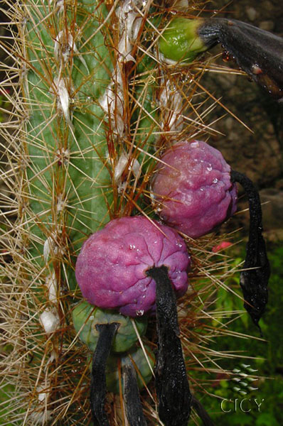 taxón pilosocereus gaumeri britton rose backeb