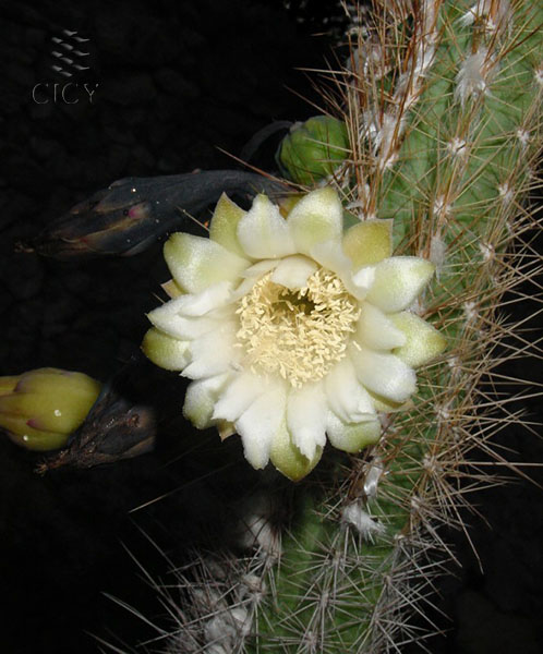taxón pilosocereus gaumeri britton rose backeb