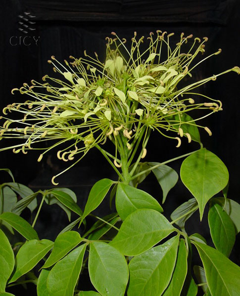 taxón crateva tapia l