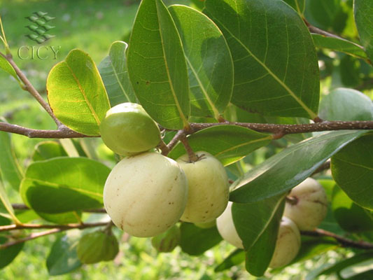 Flora: Península de Yucatán