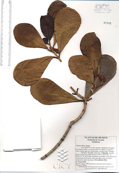 Flora: Península de Yucatán