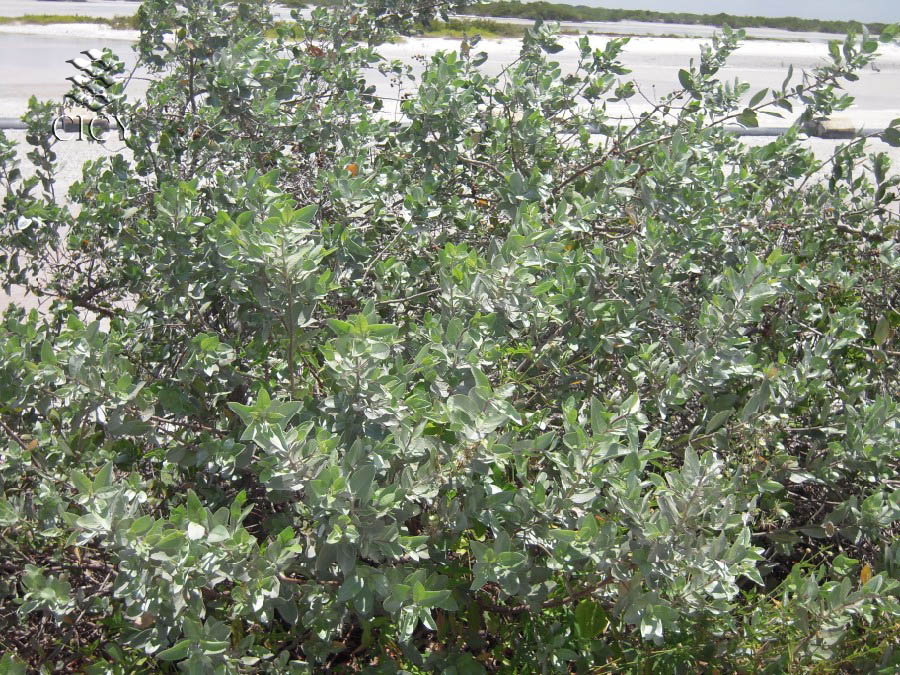 Flora: Península de Yucatán