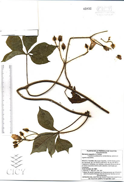 Flora: Península de Yucatán