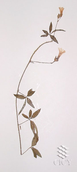 Flora: Península de Yucatán