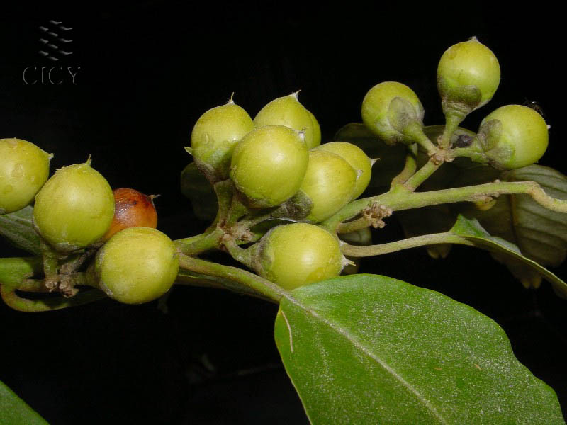 taxón itzaea sericea standl standl steyerm