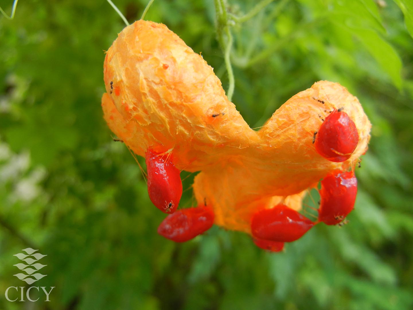 taxón momordica charantia l