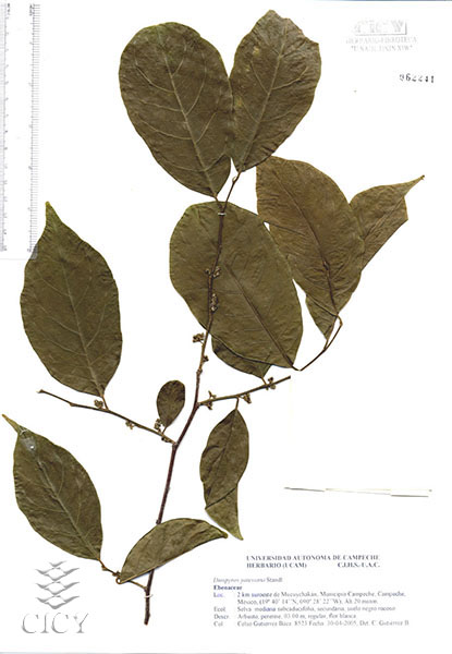 Flora: Península de Yucatán
