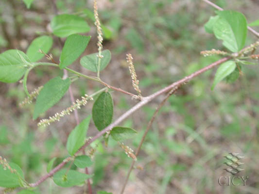 Flora: Península de Yucatán