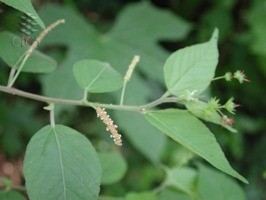 Flora: Península de Yucatán