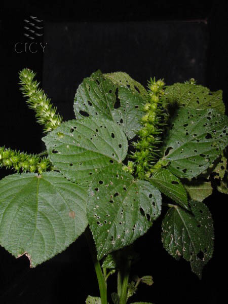 taxón acalypha setosa a rich